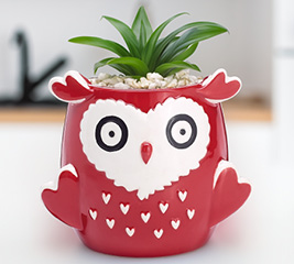 Wholesale Occasions Décor, Gifts & Supplies | burton+BURTON